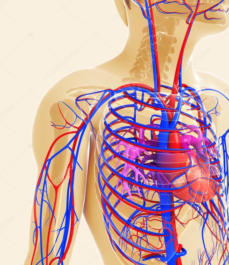 Анатомия сердца человека стоковое фото ©pixdesign123 55565289
