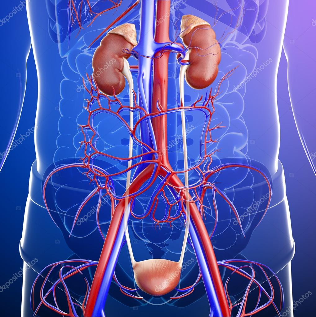 Male urinary system Stock Photo by ©pixdesign123 55567655 Male urinary system Stock Photo by ©pixdesign123 55567655