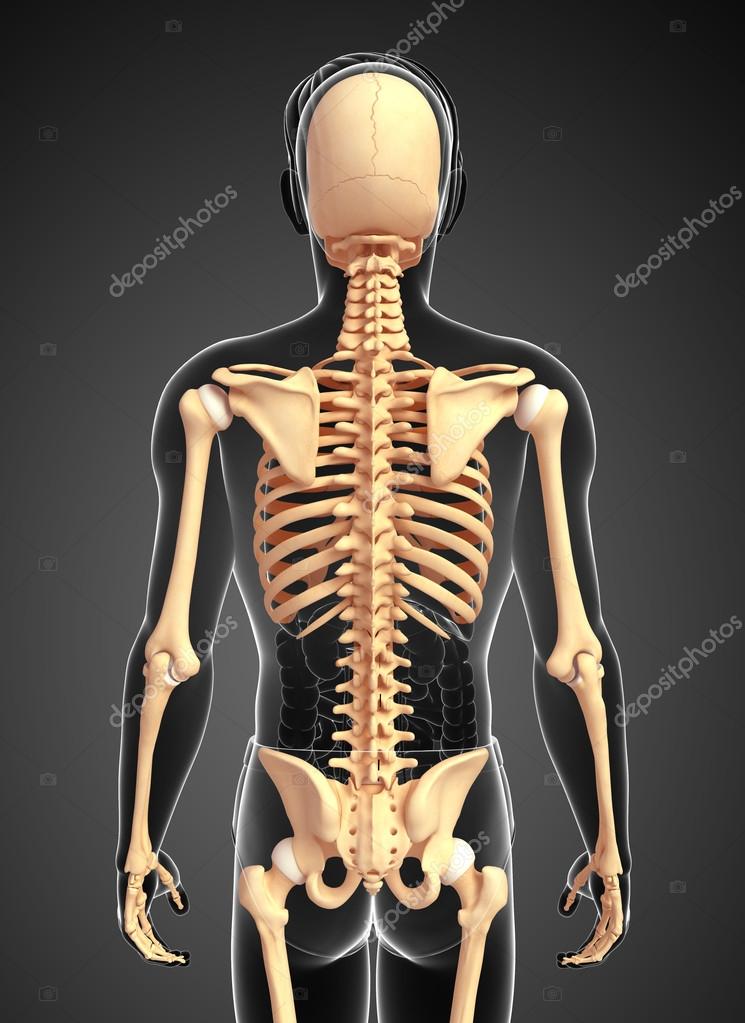 Female skeleton back view | Human skeleton back view — Stock Photo ... Female skeleton back view | Human skeleton back view — Stock Photo ...
