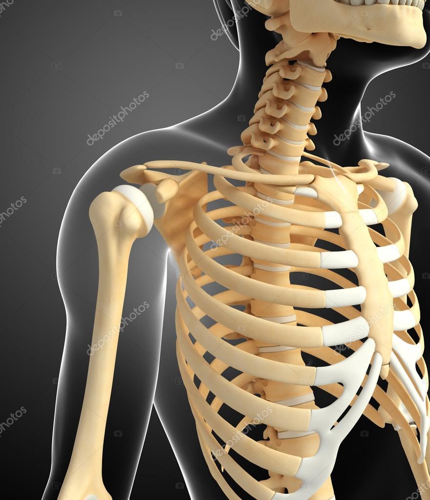 Huesos Del Hombro Humano