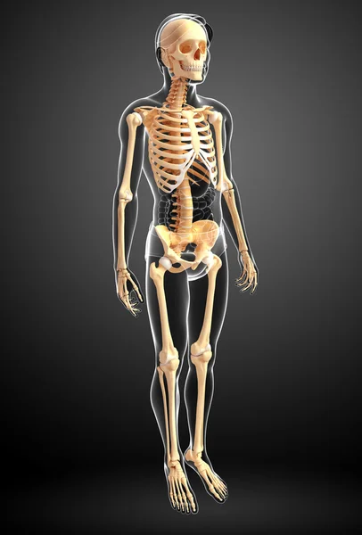 Human skeleton anatomy — Stock Photo © pixdesign123 #55593257
