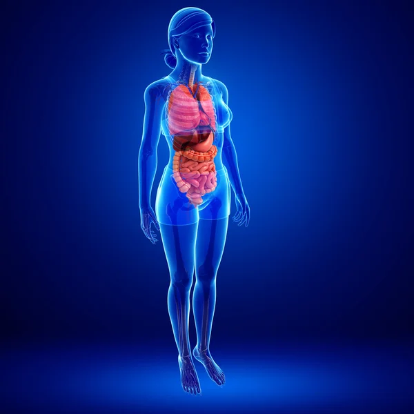 Female digestive system artwork Stock Photo by ©pixdesign123 52417157