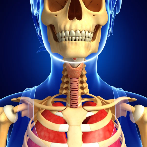 Lymphatic system of Male skeleton artwork Stock Photo by ©pixdesign123 ...