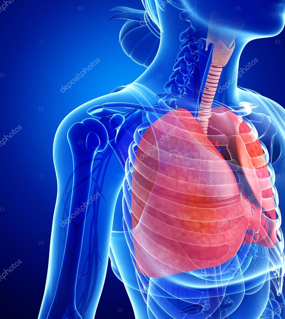 Female lungs anatomy — Stock Photo © pixdesign123 #55587375