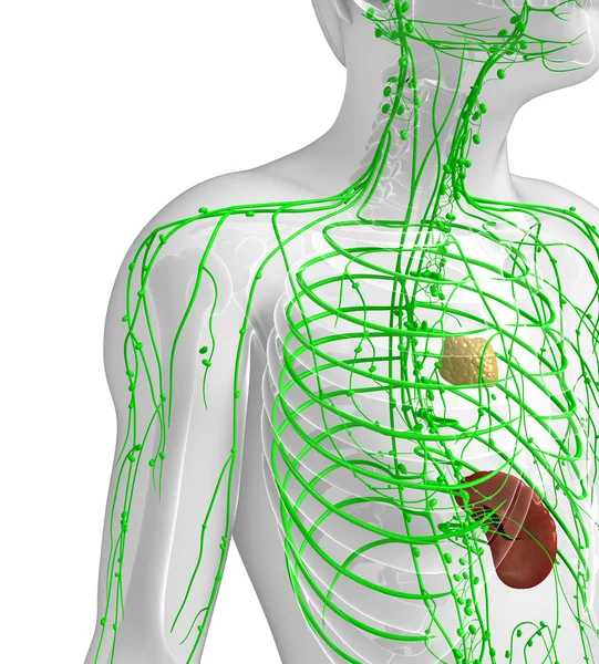 Male lungs anatomy — Stock Photo © pixdesign123 #52412363