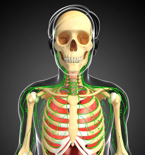 Skeleton and respiratory Pictures, Skeleton and respiratory Stock ...