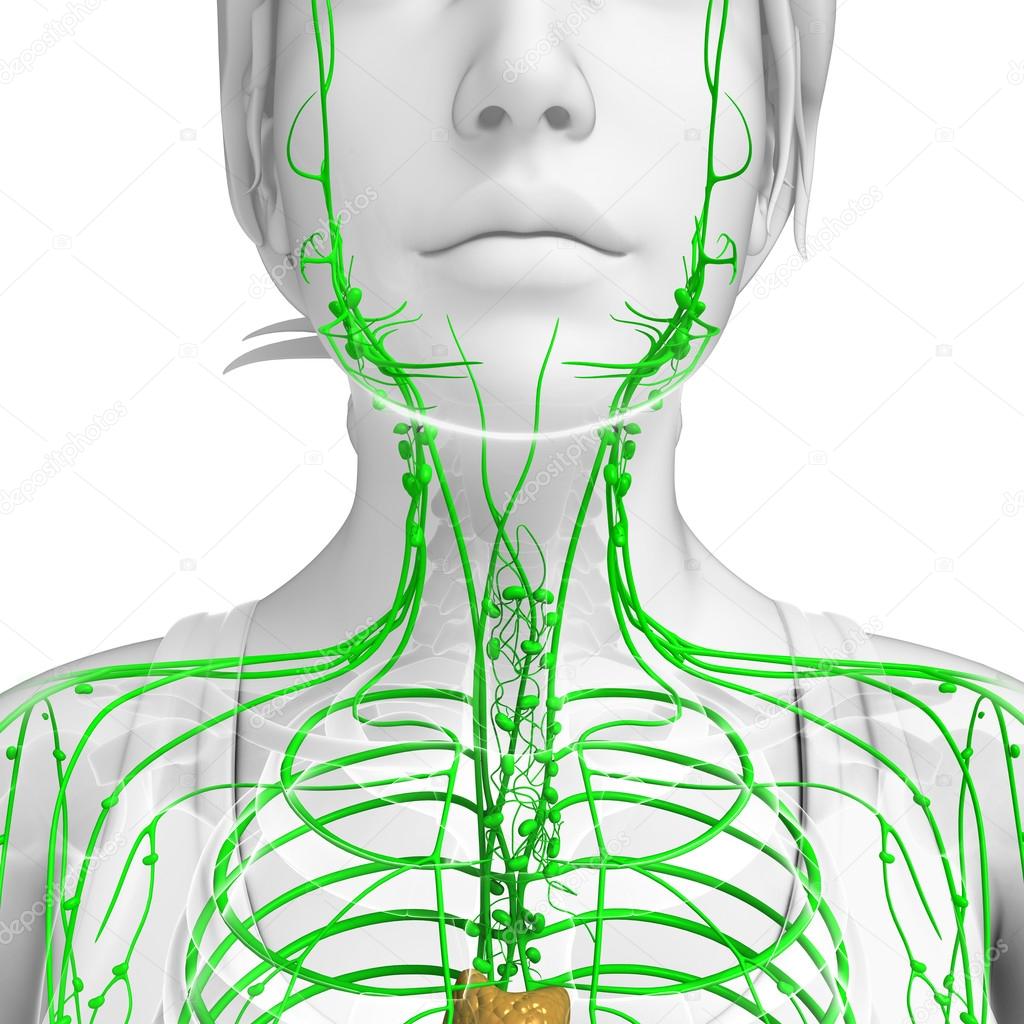 Female Lymphatic System