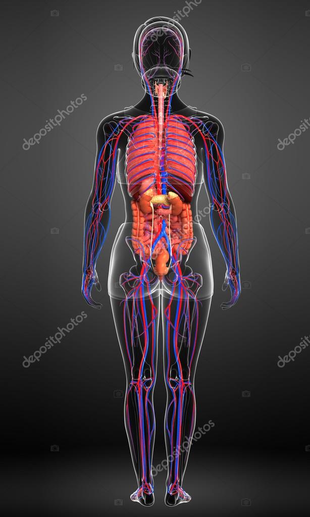 Female Human Body Systems