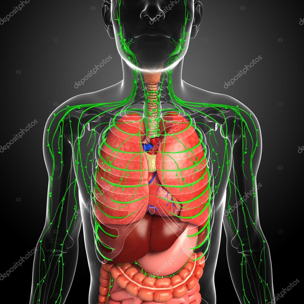 Lymphatic and digestive system of male body artwork — Stock Photo ...