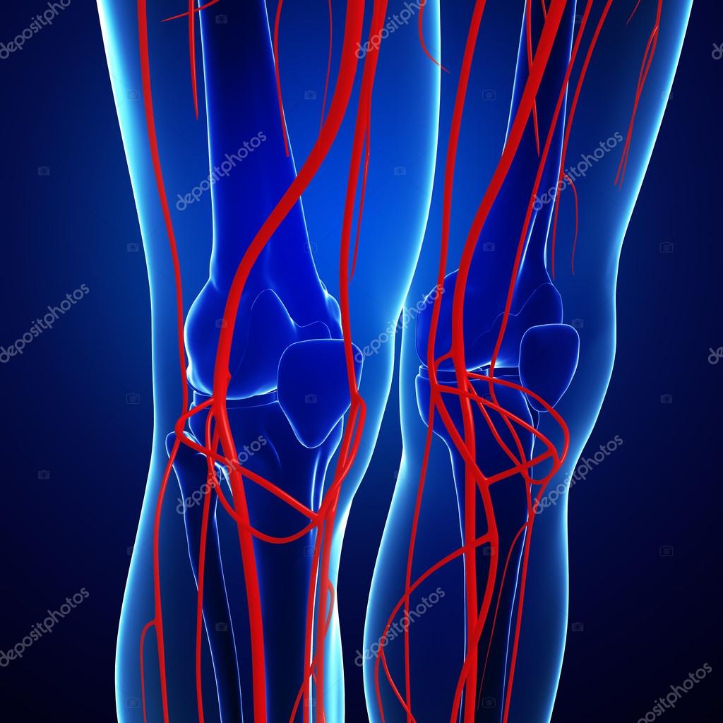 Sistema arterial humano fotos, imagens de © pixdesign123 #81656198
