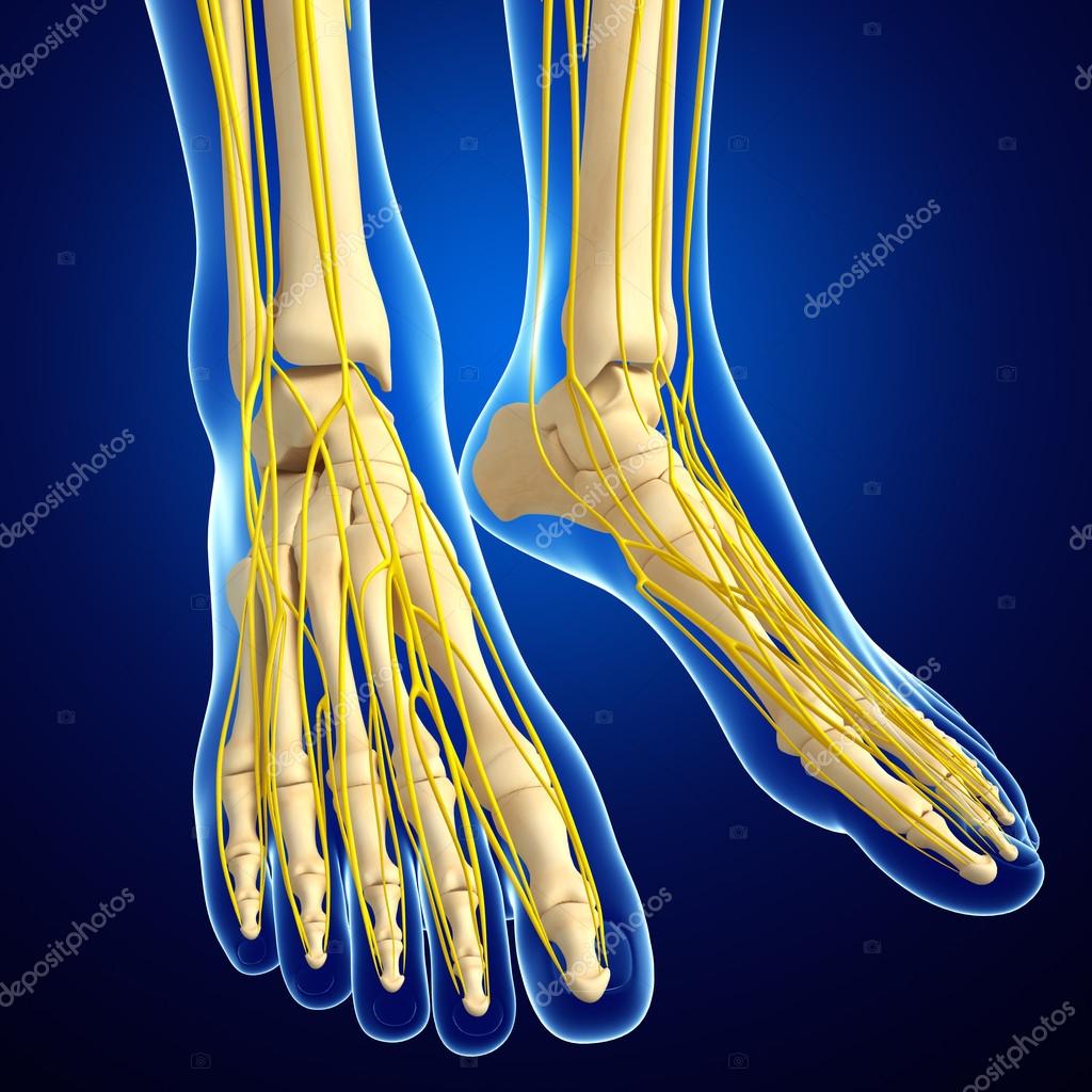 Sistema nervioso del esqueleto del pie ilustraciones: fotografía de ...