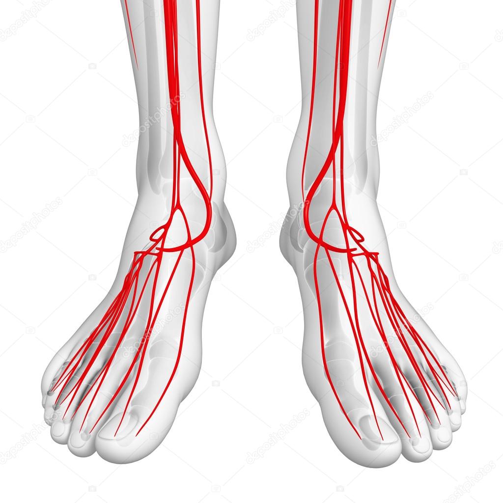 Fotos de Arteria, Humano, Arterias, Médico, Septo - Imagen de ...