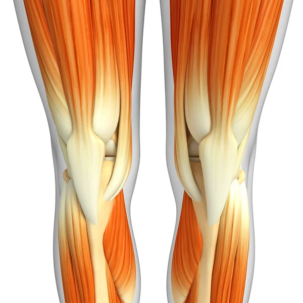 Jambe muscle anatomie Stock Photos, Royalty Free Jambe muscle anatomie ...