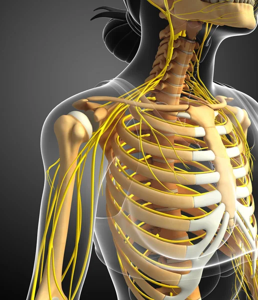 Shoulder nerves Stock Photos, Royalty Free Shoulder nerves Images ...