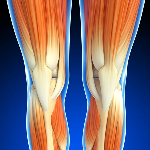 Muscle pattern Stock Images - Search Stock Images on Everypixel