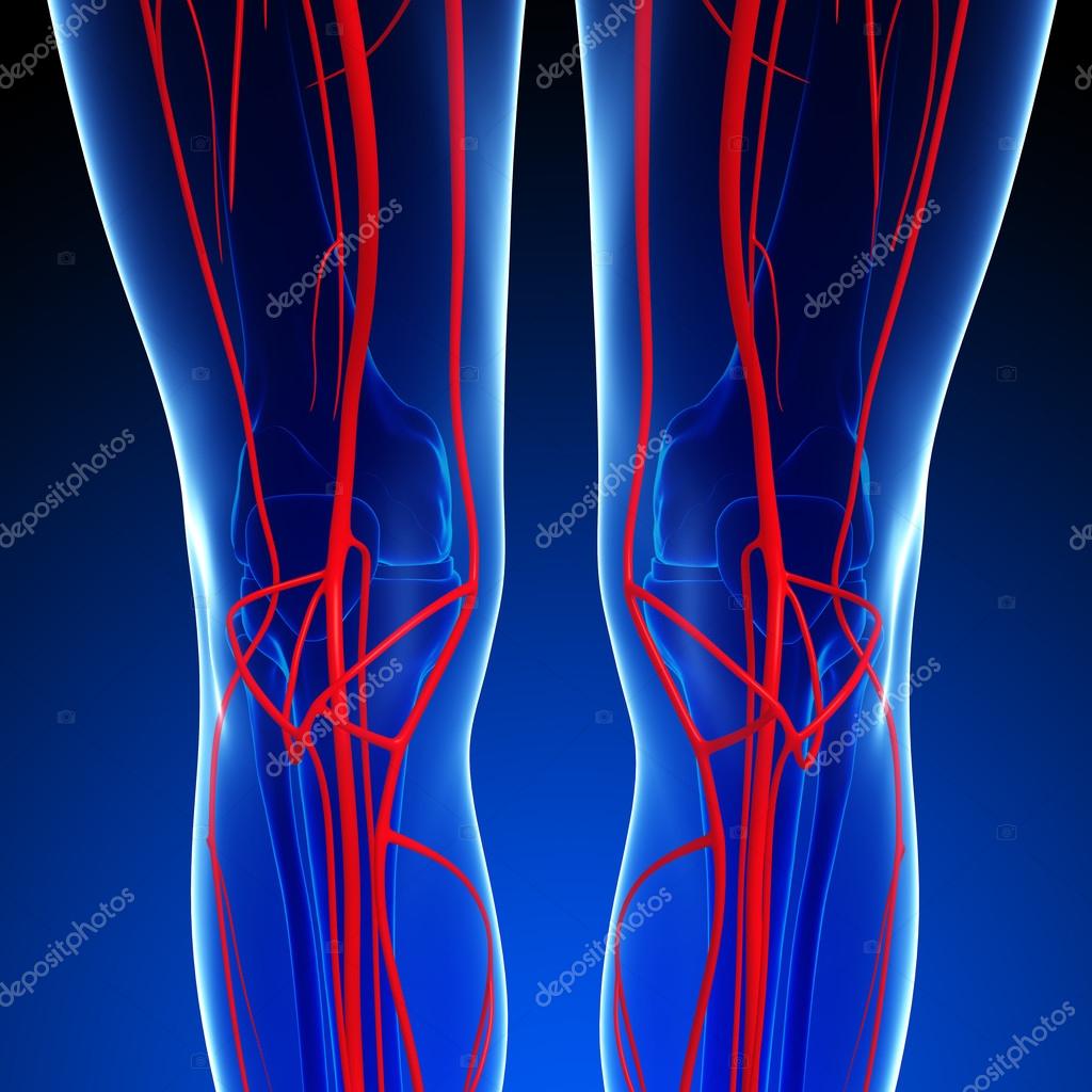 Lower Extremity Arterial System