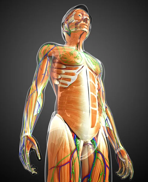 Human muscles anatomy Stock Photo by ©pixdesign123 81688580