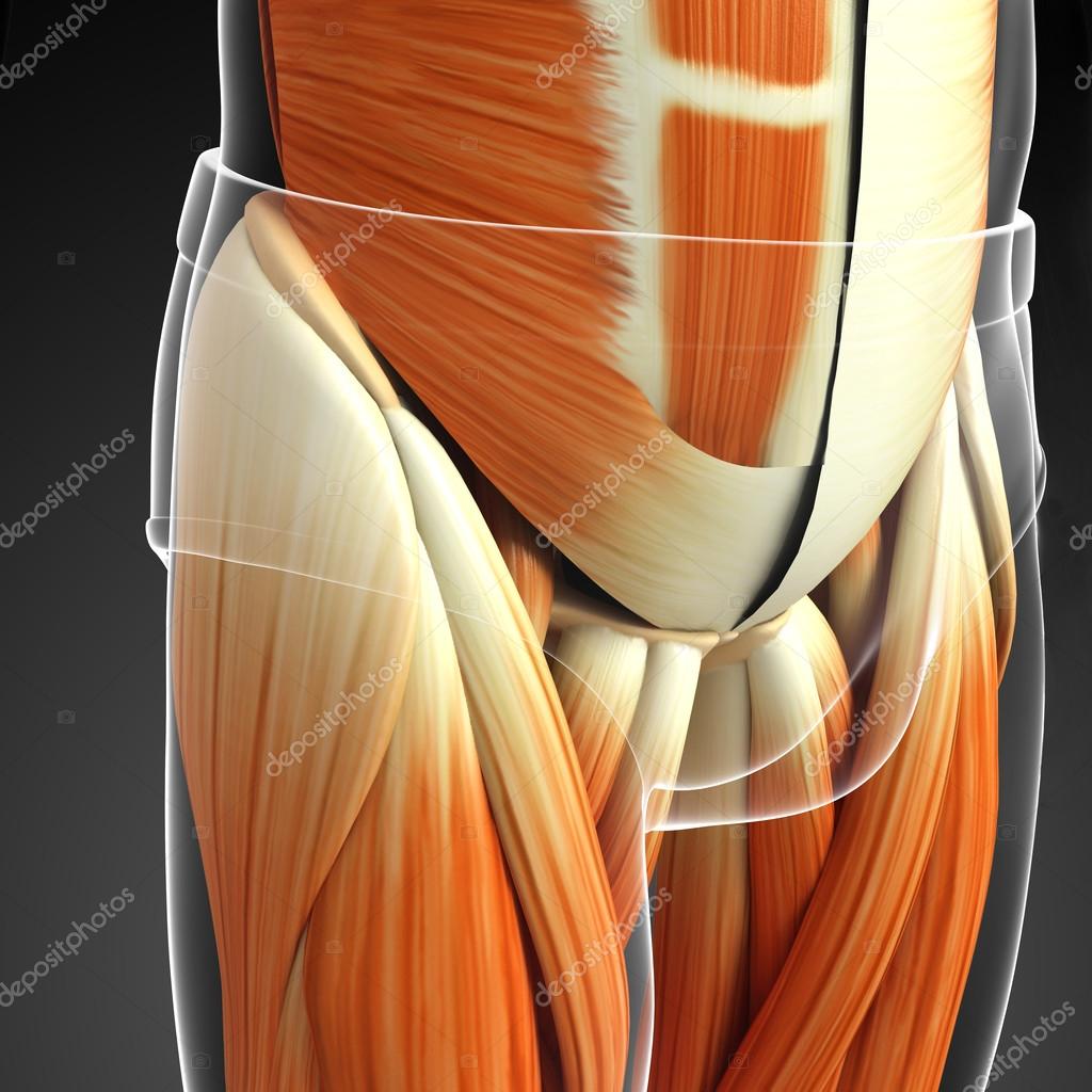 Anatomia Dos Musculos Humanos