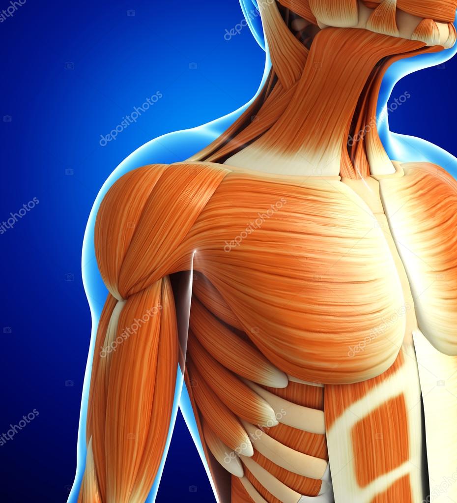 Anatomia Dos Musculos Humanos