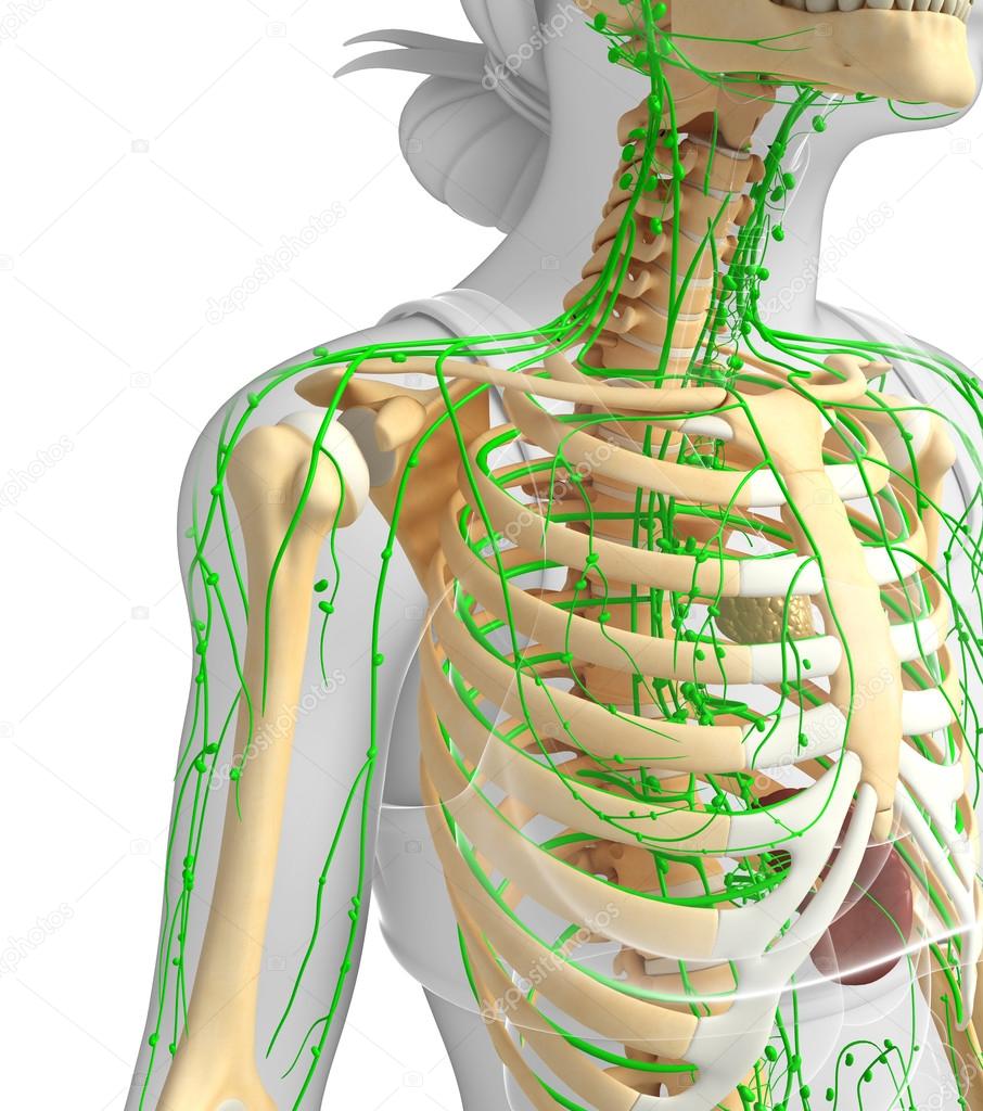 Female Skeleton Diagram