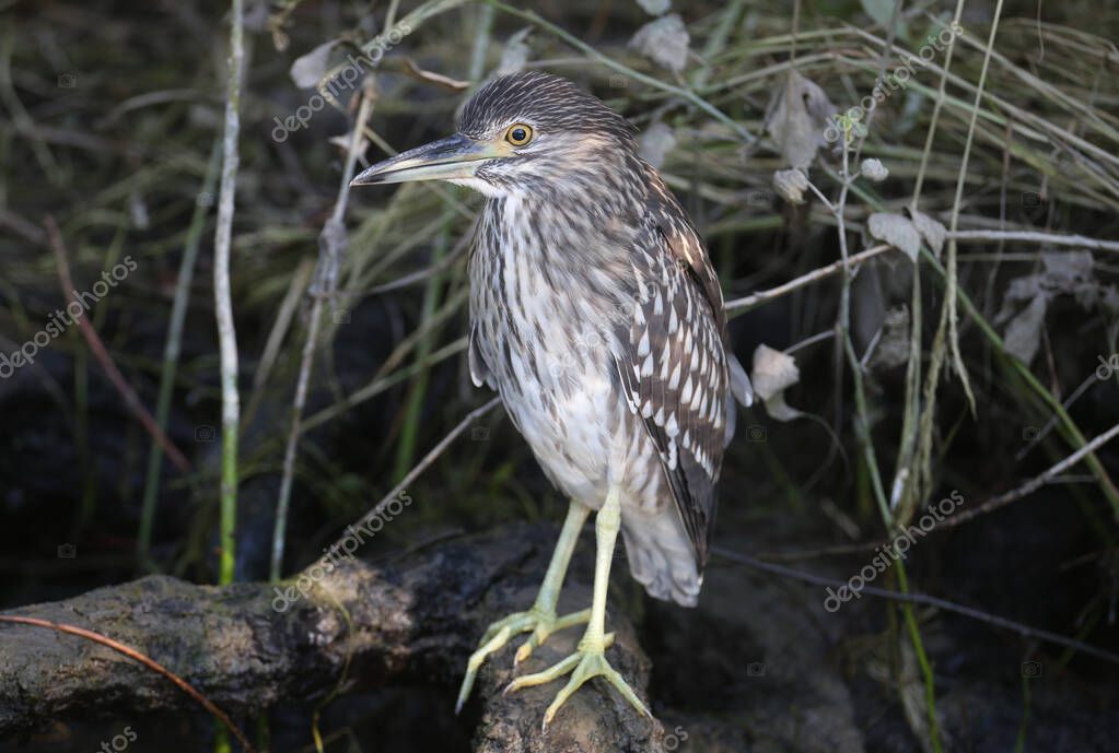 Una joven garza negra coronada (Nycticorax nycticorax) es fotografiada ...