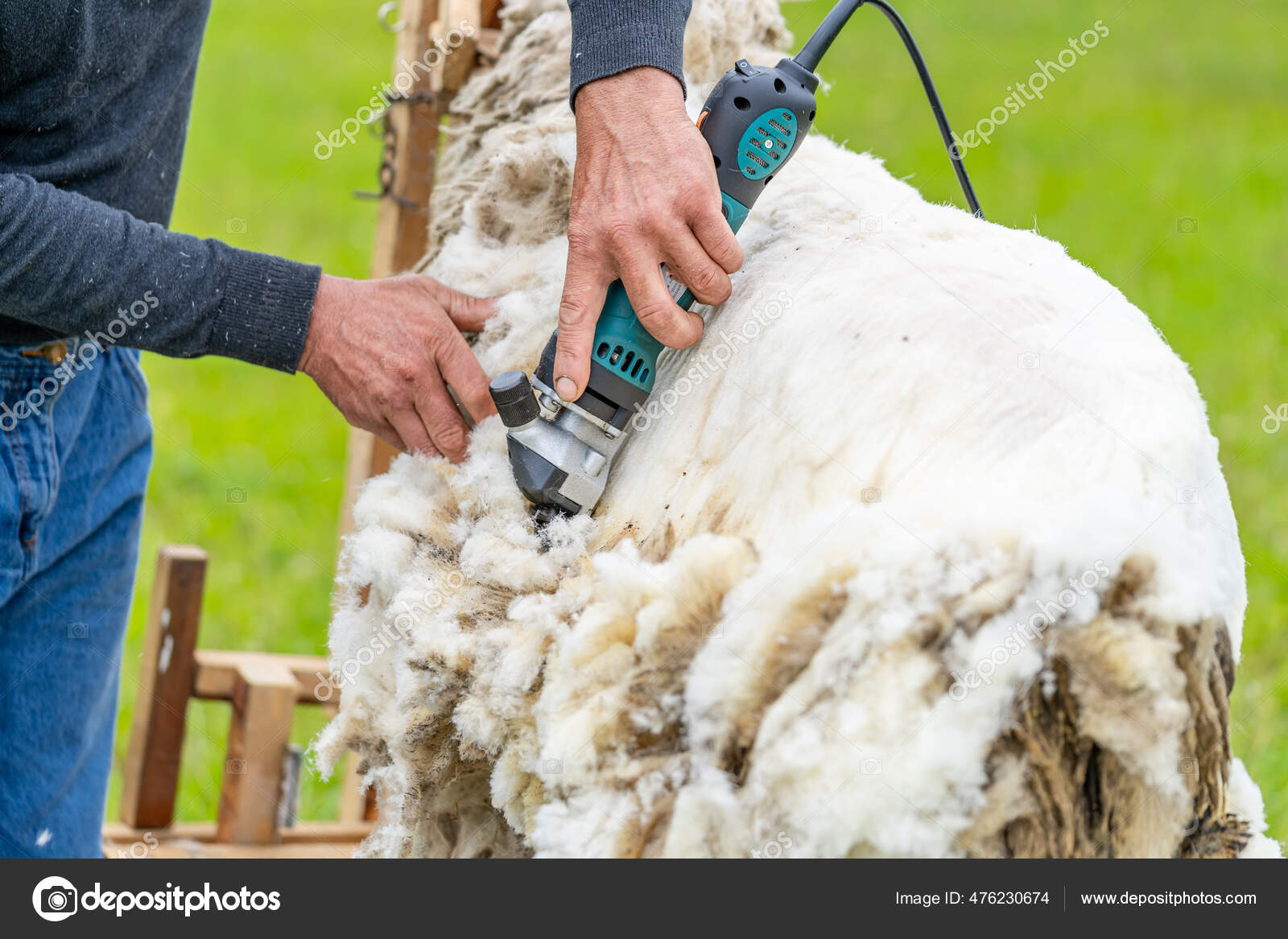 Sheep Wool Cutting