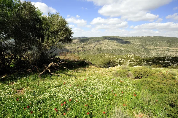 Northern israel nature Stock Photos, Royalty Free Northern israel ...