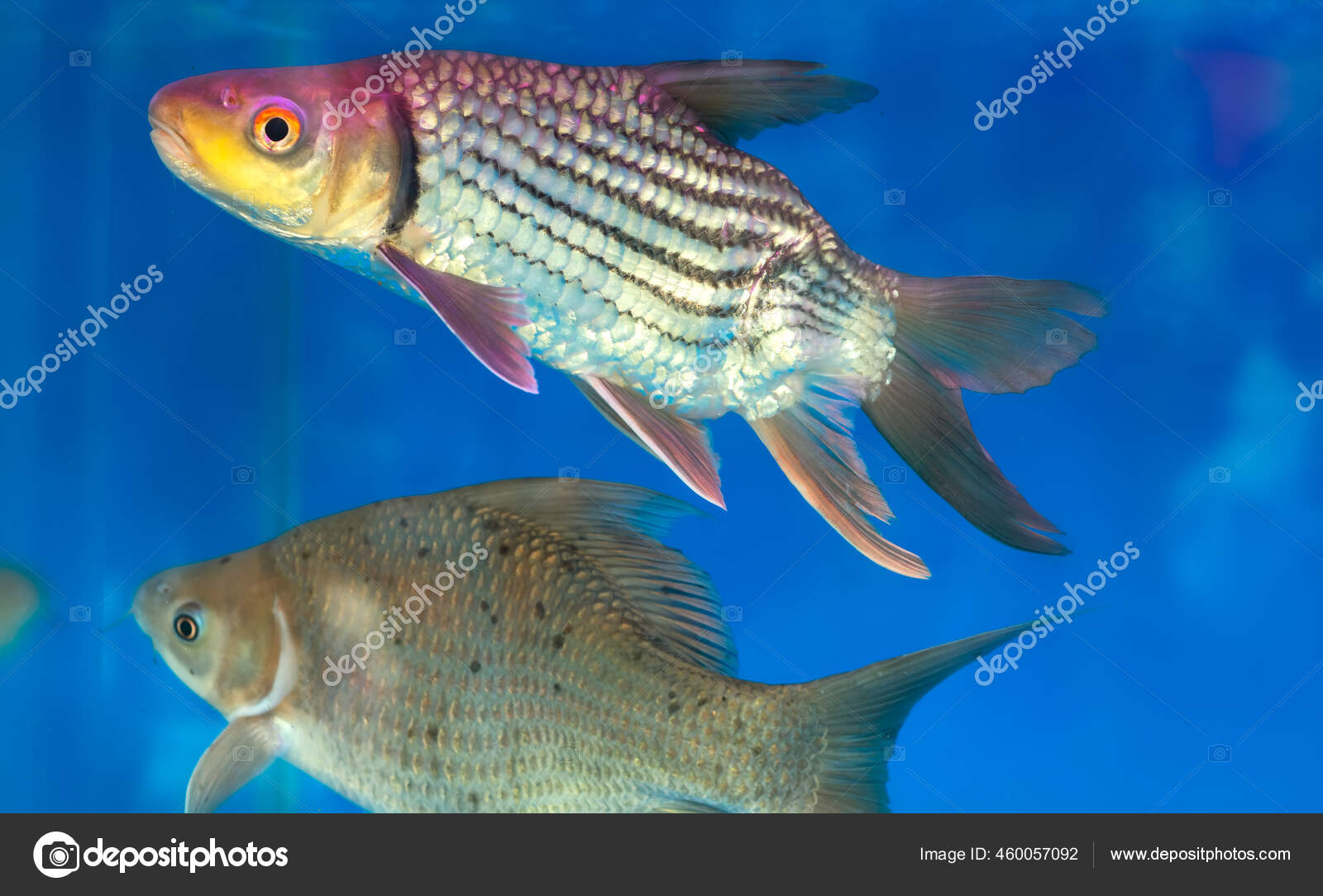 Beautiful Fish Swimming Fish Tank Bodies Deformed Tails Create Unique ...