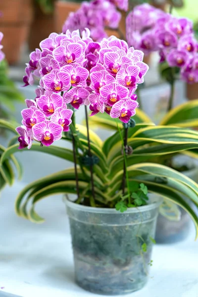 Las orqu deas Phalaenopsis florecen en primavera a o nuevo lunar 2021 adornan la belleza de la ...