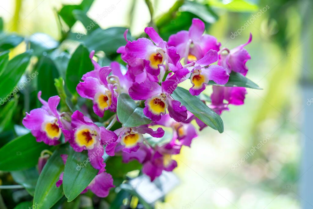 Dendrobium Aphyllum orqu deas flores florecen en primavera a o nuevo ...