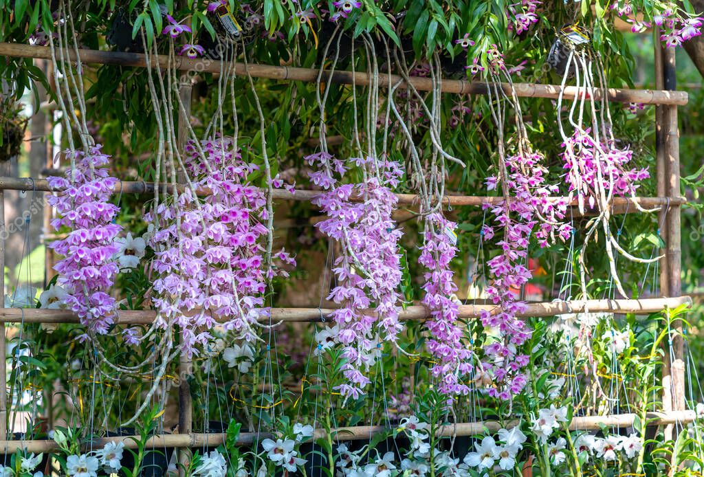 Dendrobium Aphyllum orqu deas flores florecen en primavera a o nuevo ...