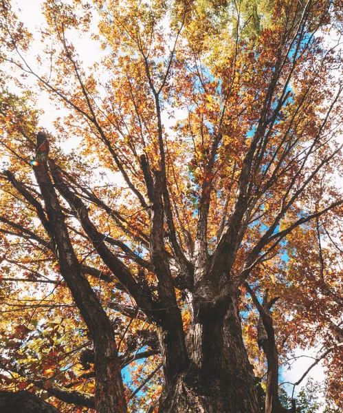 Big autumn tree from underneath - Stock Image - Everypixel