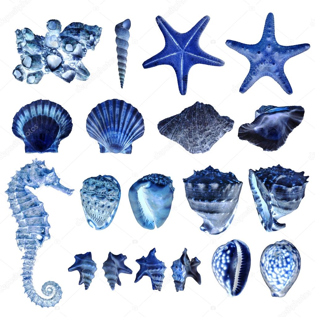 Composition of most common seashells and mollusk Stock Photo by ...