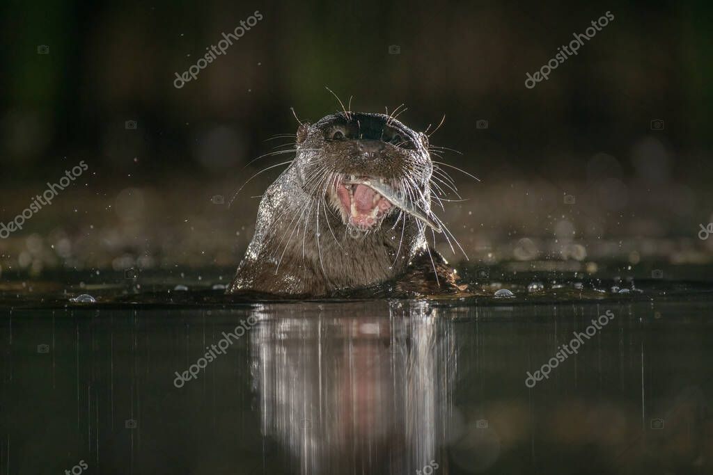 primer plano de una nutria tomada por la noche. Ha capturado un pez y ...