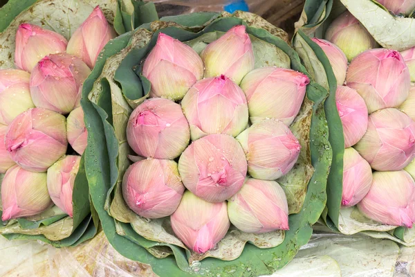 Pink lotus buds Stock Photo by ©smithore 11989438