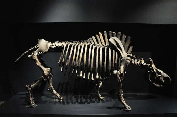 Wildebeest Skeleton