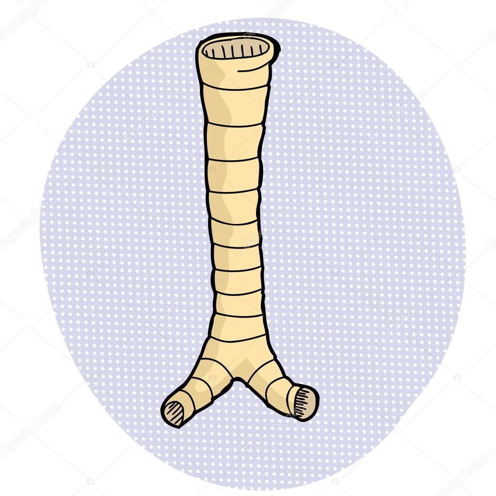 Tráquea humana dibujo — Vector de stock © theblackrhino #54516959