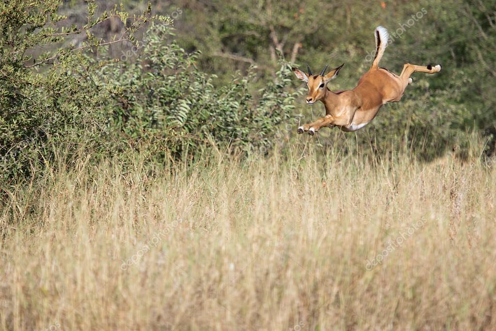 African Impala Jumping