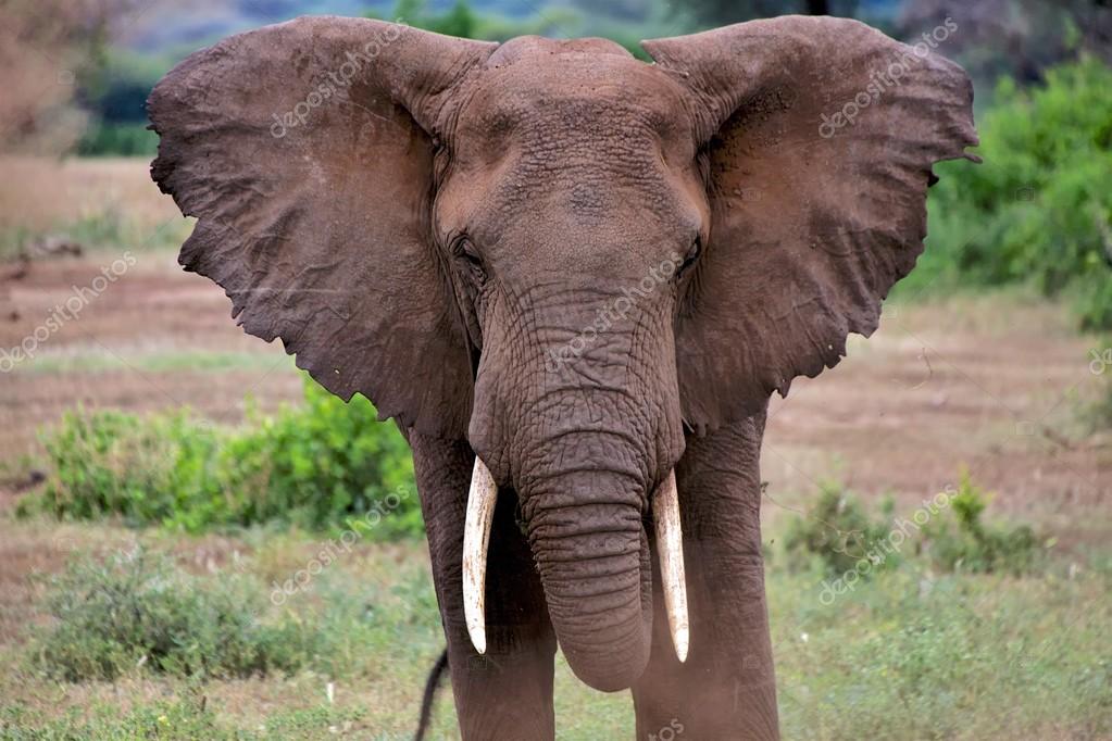 Angry Elephant