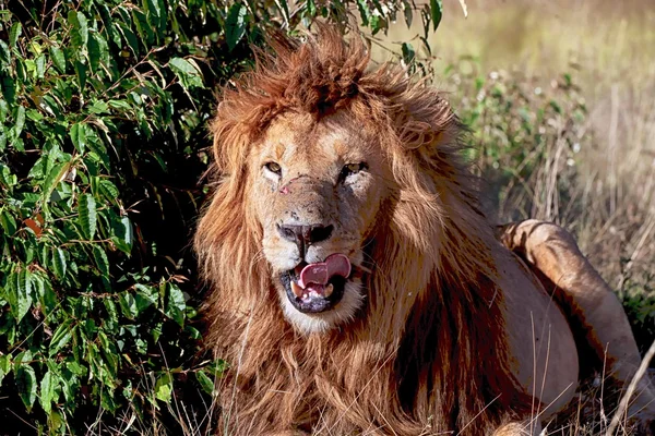 Lion human Images - Search Images on Everypixel