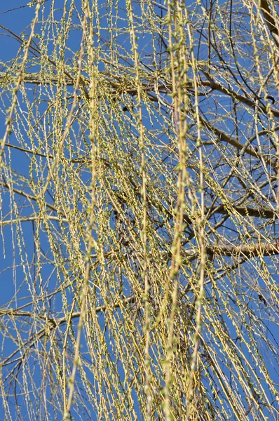 Winged spindle Stock Photos, Royalty Free Winged spindle Images ...