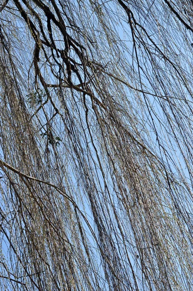 Willow tree branches Stock Photos, Royalty Free Willow tree branches ...