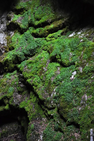 Plants growing in cave Stock Photos, Royalty Free Plants growing in ...