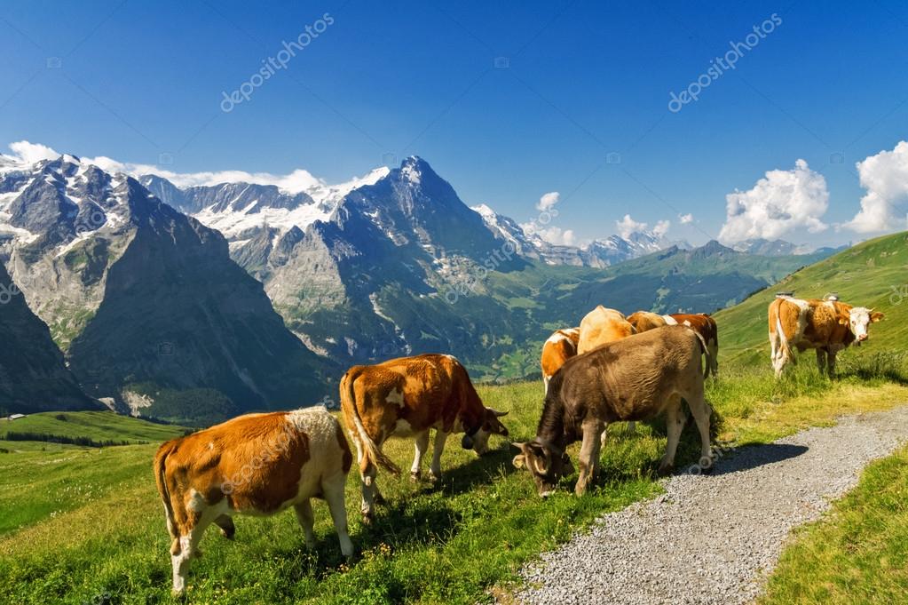 Beautiful idyllic alpine landscape with cows, Alps mountains and ...