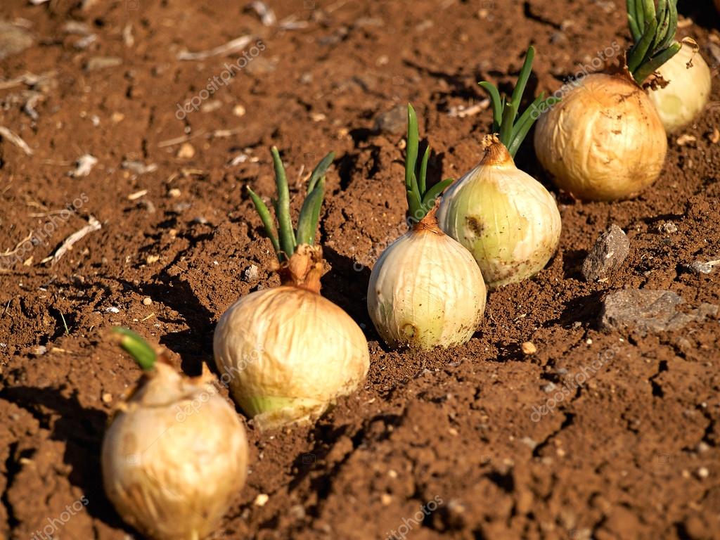 Onion field Stock Photo by ©ronyzmbow 58082871