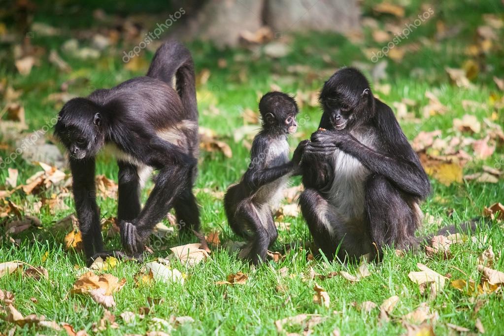 Geoffroys Spider Monkey. Ateles geoffroyi — Stock Photo © gornostaj ...