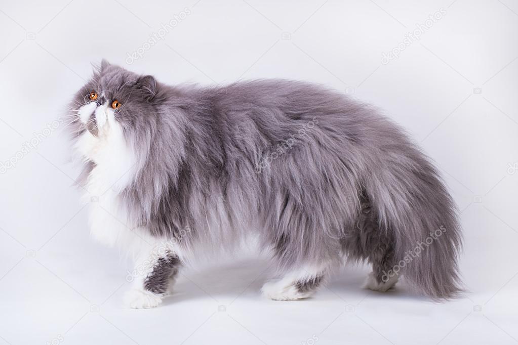 Lilac Persian Kittens