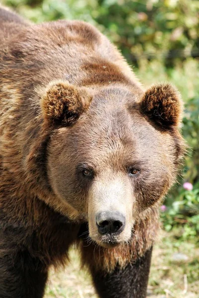 Handsome bear Stock Photos, Royalty Free Handsome bear Images ...