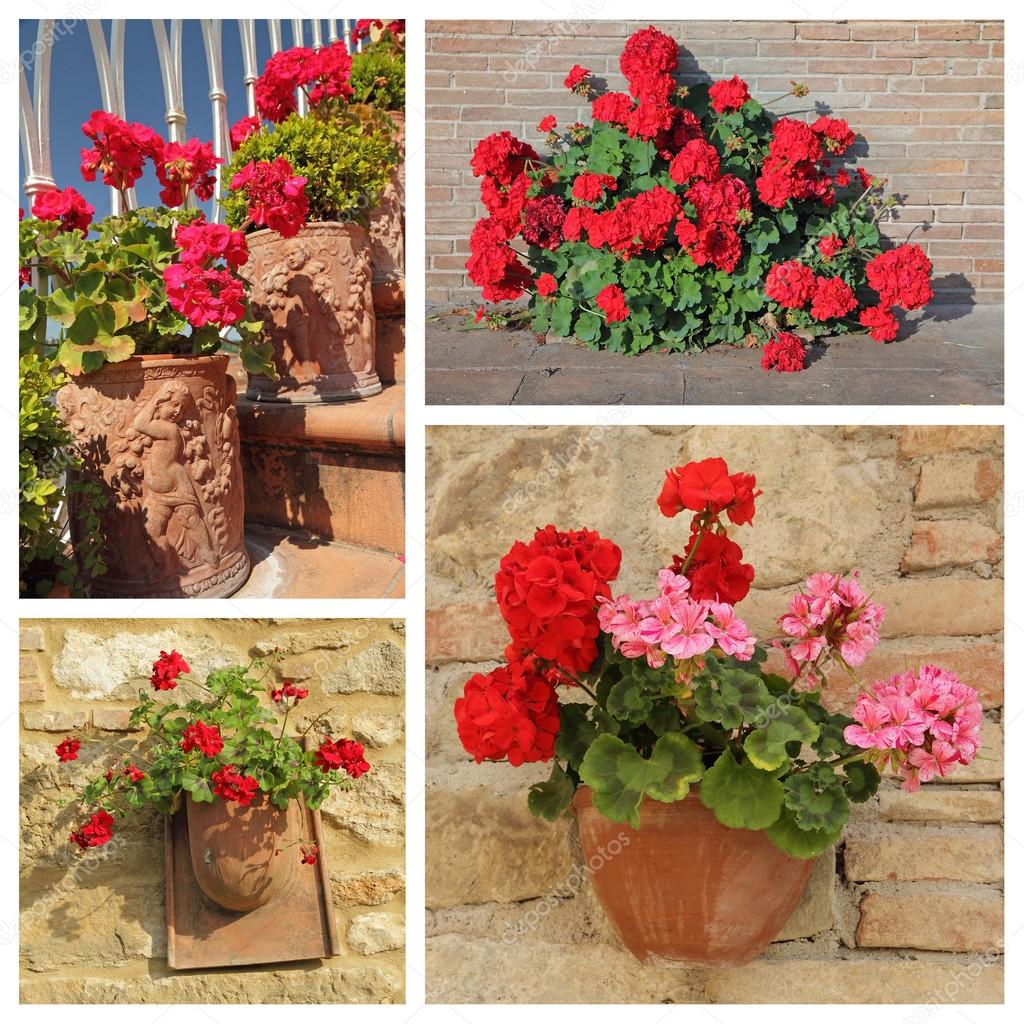 Flowering red geranium plants — Stock Photo © Malgorzata_Kistryn #67749727