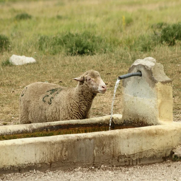 Livestock water trough Stock Photos, Royalty Free Livestock water ...